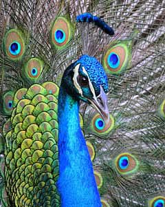 Peacock-Body-Language-Low-Res | The Astrology of Love